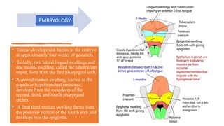 TONGUE-ANATOMICAL CONSIDERATIONS and CANCER IMAGEOLOGY | PPTX