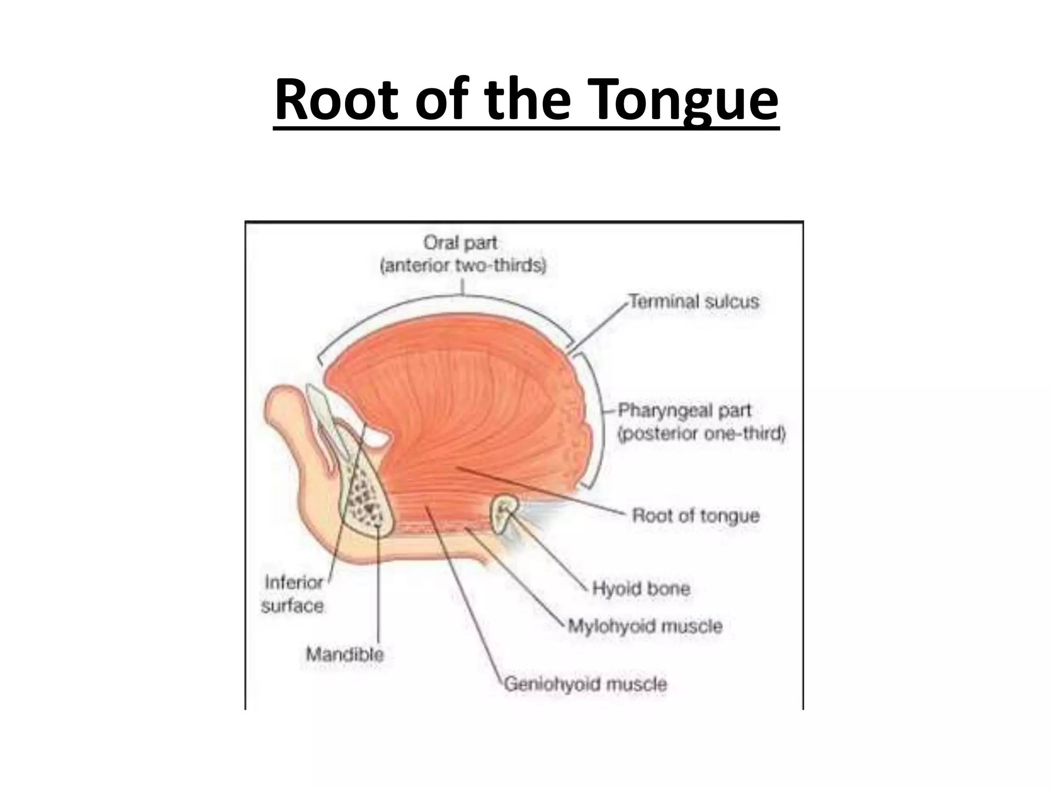 Tongue development,anatomy,prosthetic consideration | PPTX