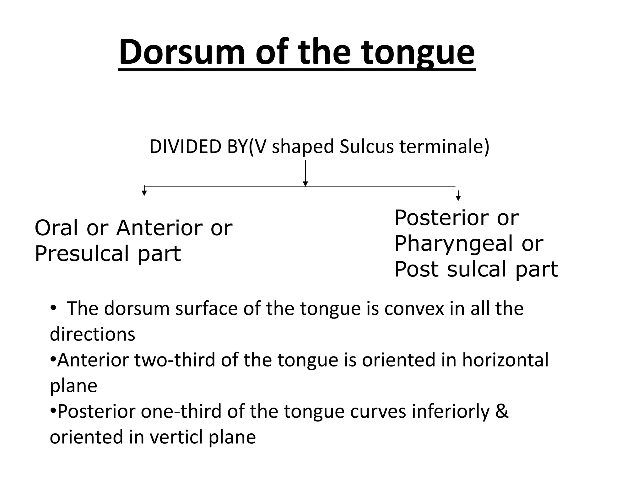 Tongue Developmentanatomyprosthetic Consideration Ppt