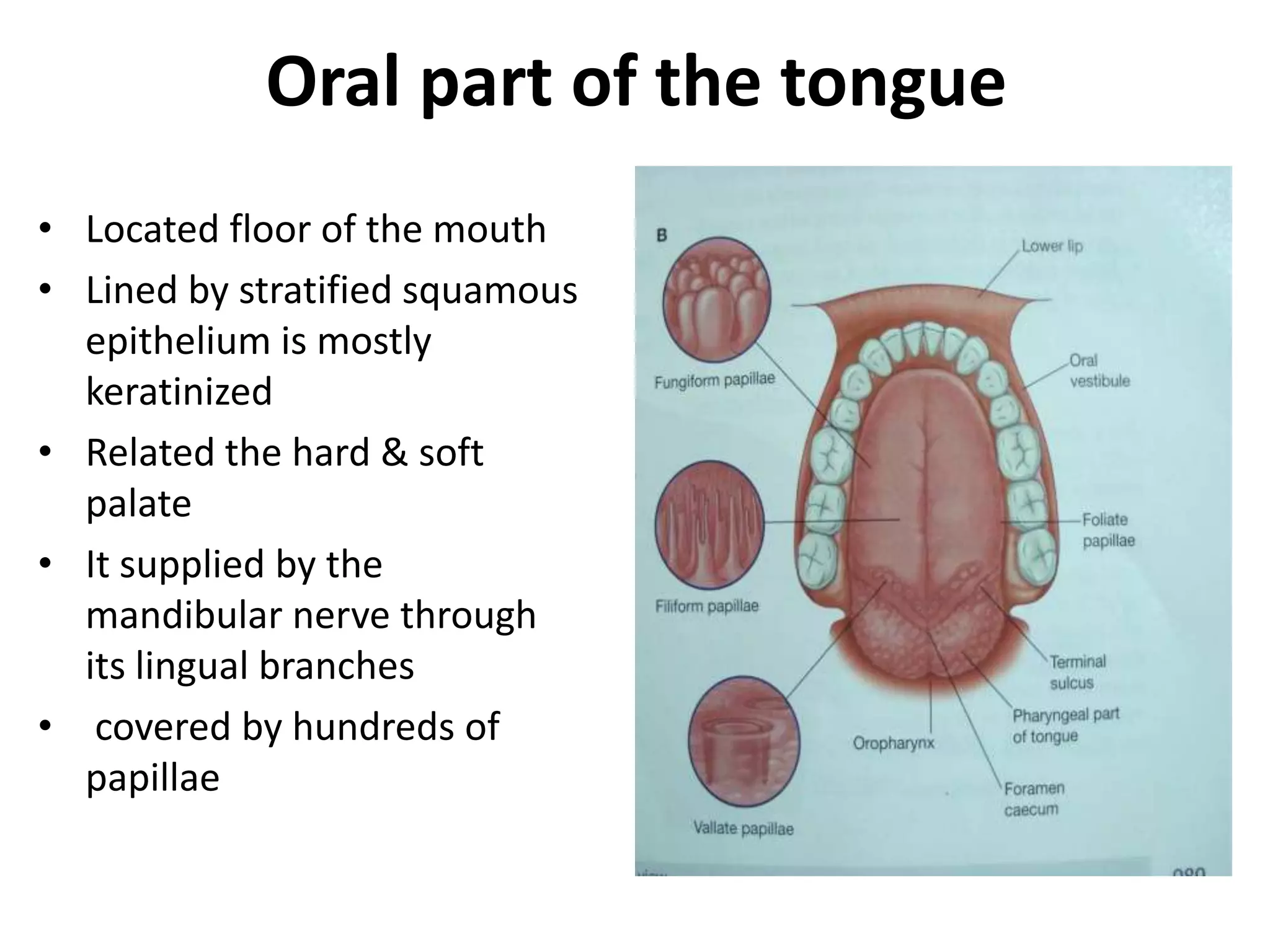 Tongue development,anatomy,prosthetic consideration | PPTX