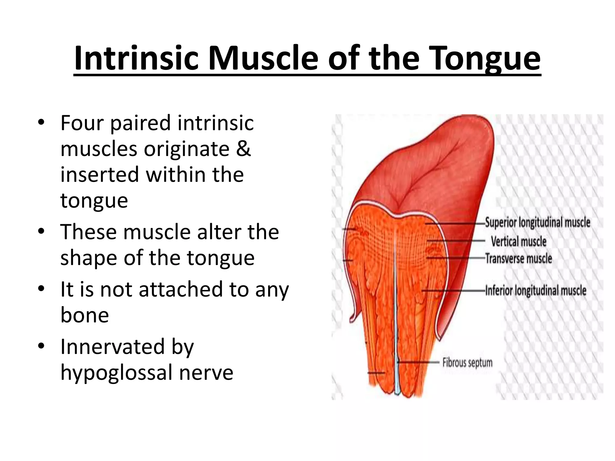 Tongue development,anatomy,prosthetic consideration | PPTX