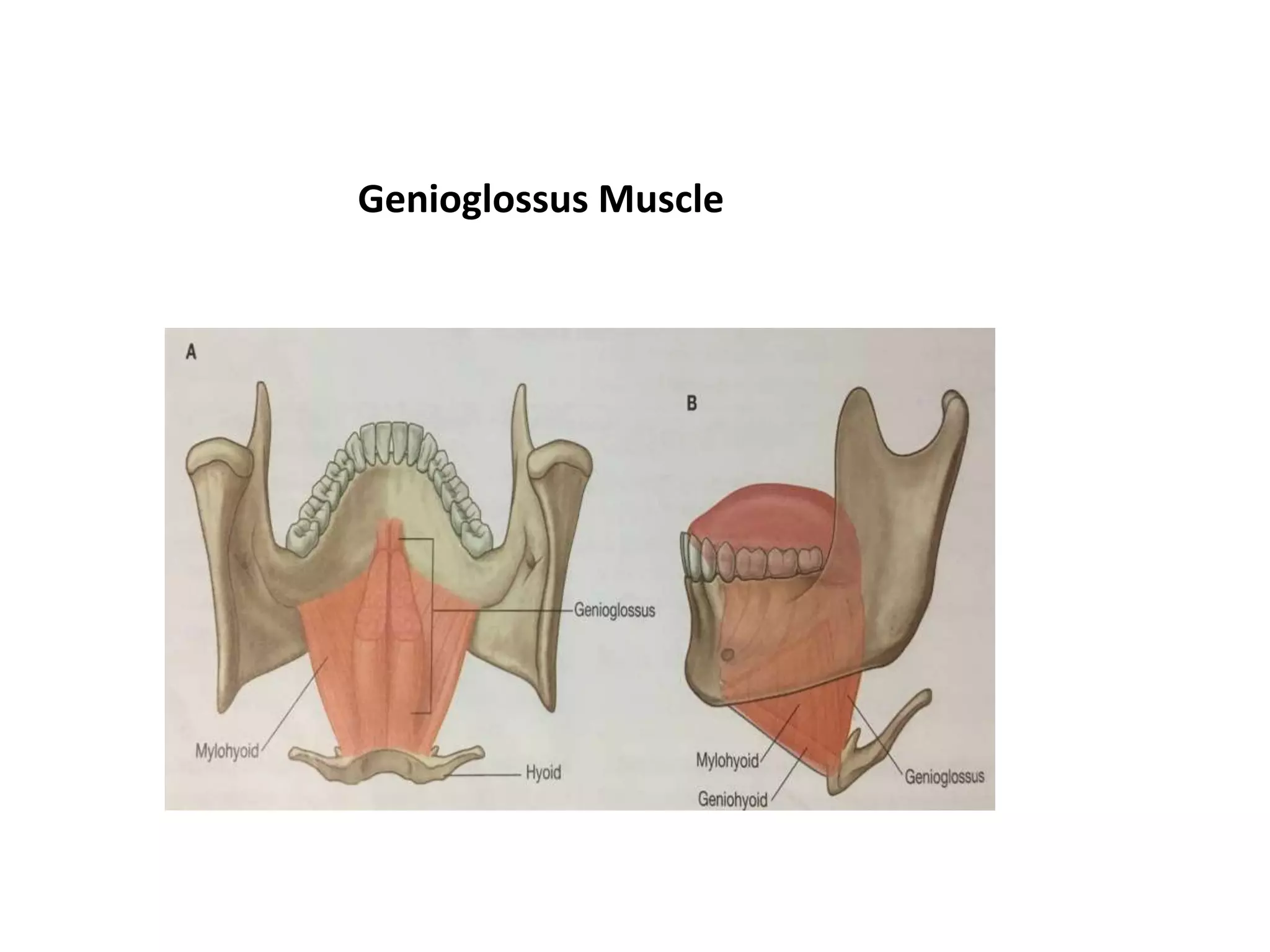Tongue development,anatomy,prosthetic consideration | PPTX