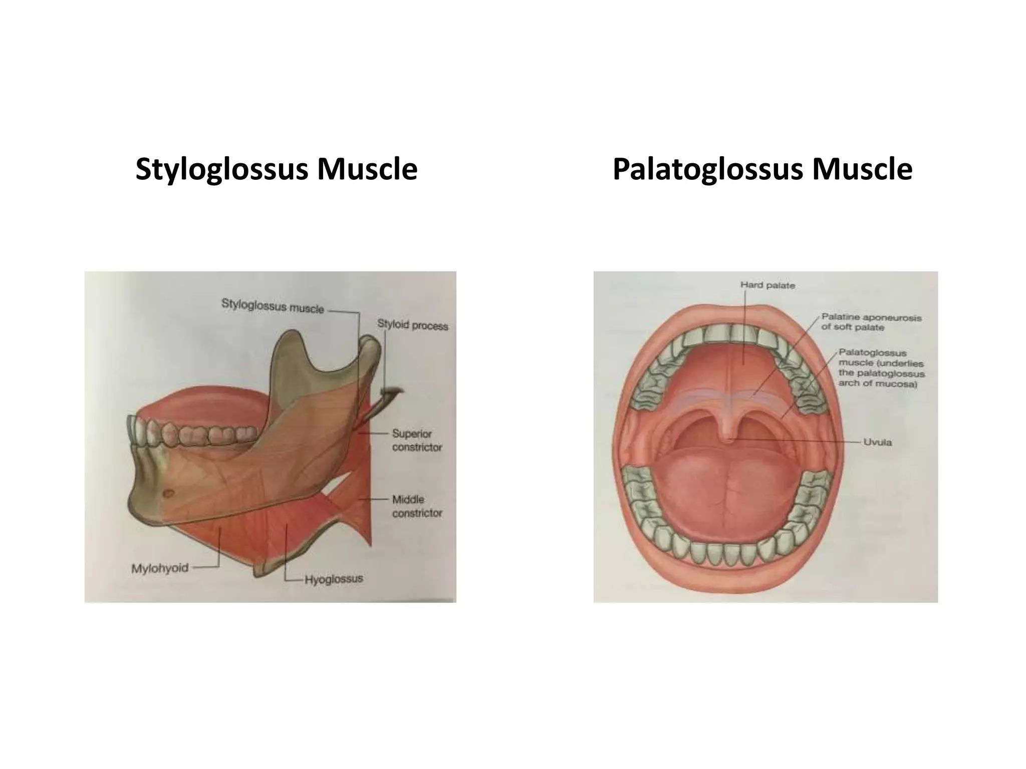 Tongue development,anatomy,prosthetic consideration | PPTX