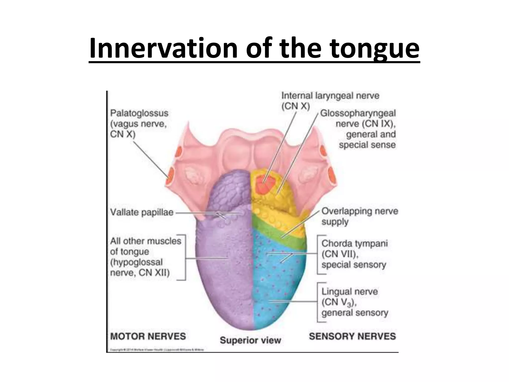 Tongue development,anatomy,prosthetic consideration | PPTX