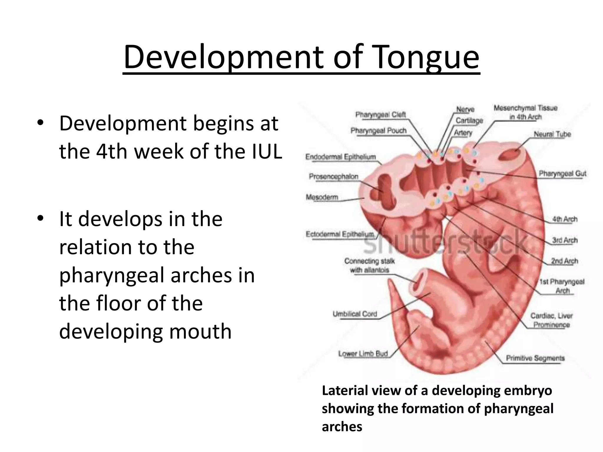 Tongue development,anatomy,prosthetic consideration | PPTX