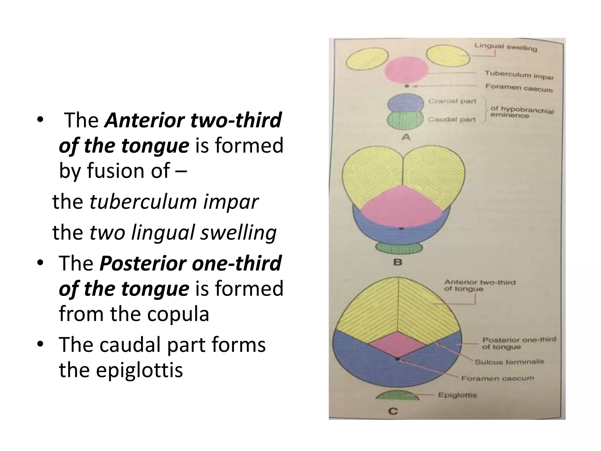 Tongue development,anatomy,prosthetic consideration | PPTX