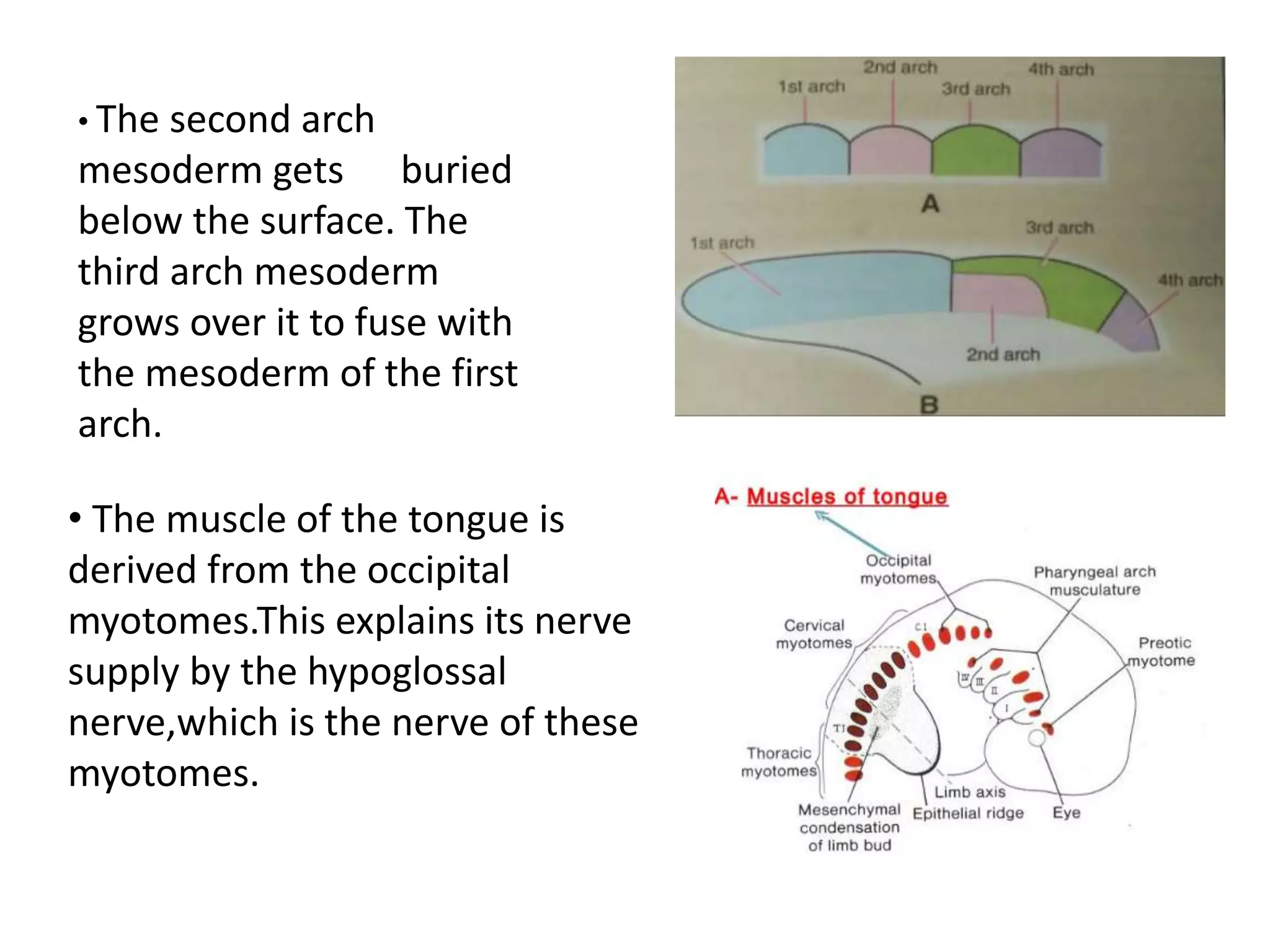Tongue development,anatomy,prosthetic consideration | PPTX