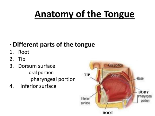 Tongue development,anatomy,prosthetic consideration | PPT