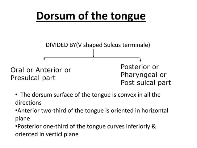 Tongue development,anatomy,prosthetic consideration | PPTX | Ear, Nose ...
