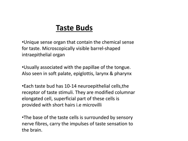 Tongue Developmentanatomyprosthetic Consideration Ppt