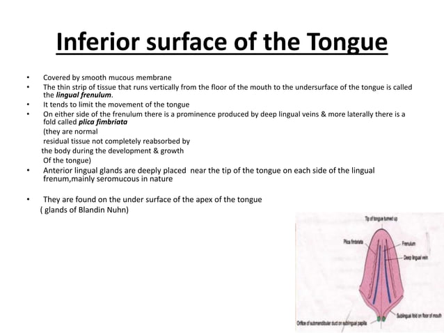 Tongue development,anatomy,prosthetic consideration | PPTX | Ear, Nose ...