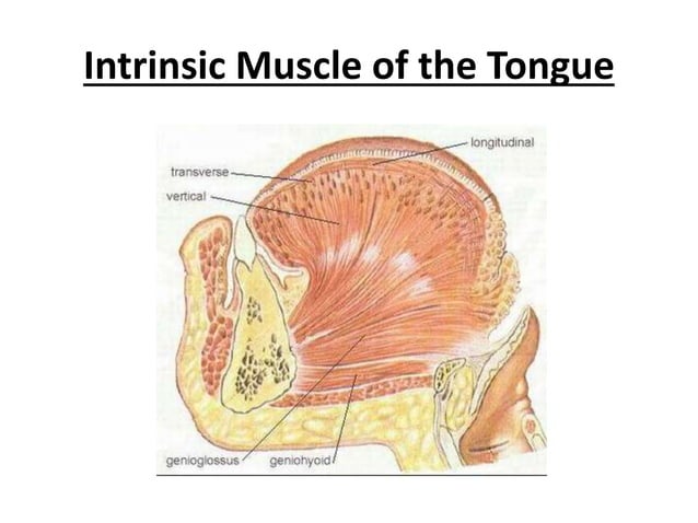 Tongue development,anatomy,prosthetic consideration | PPTX | Ear, Nose ...