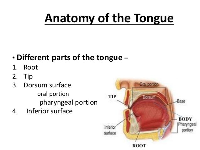 Tongue development,anatomy,prosthetic consideration