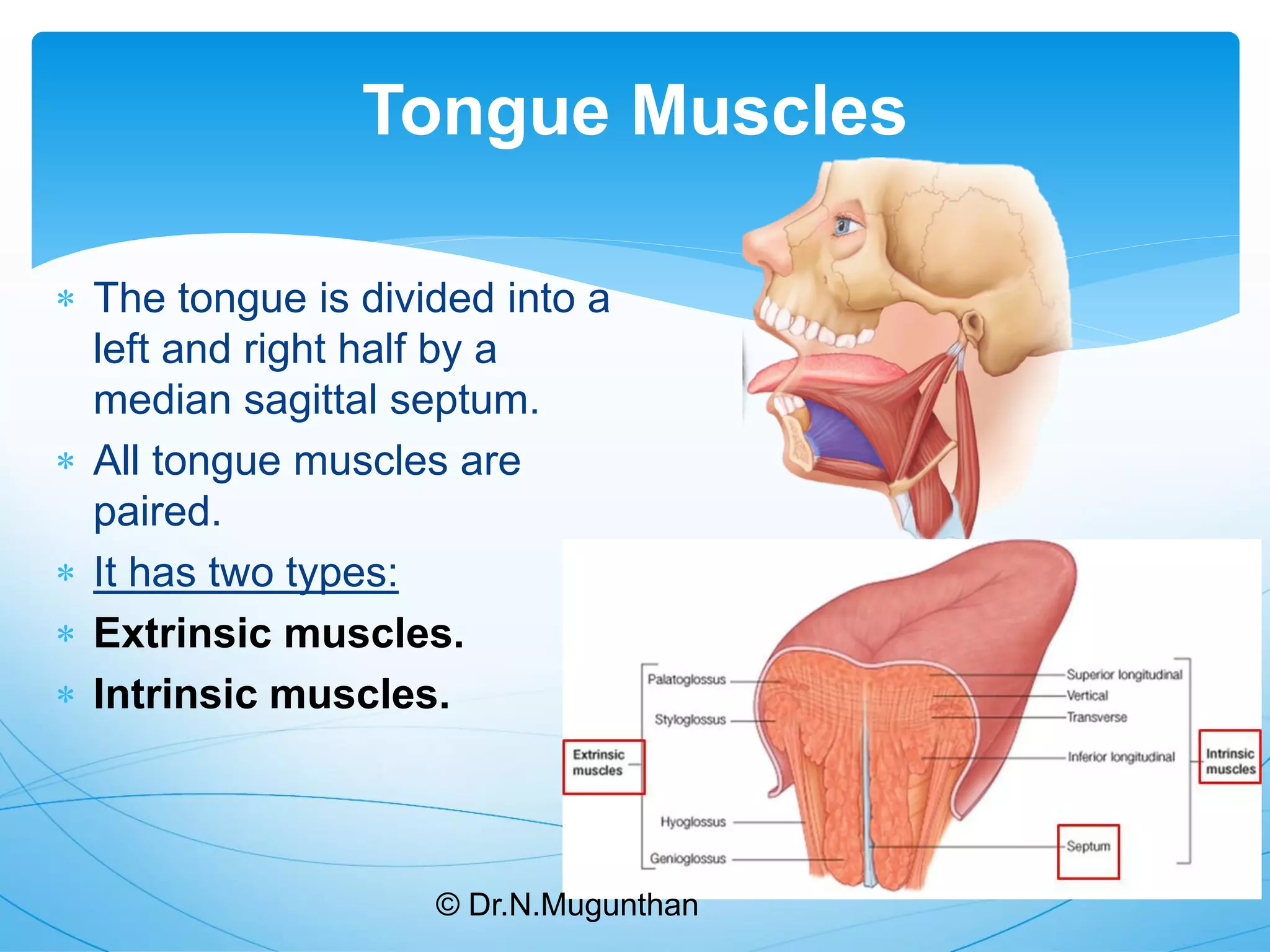 Tongue-Gross Anatomy & Applied Aspects. Dr.N.Mugunthan.M.S | PDF