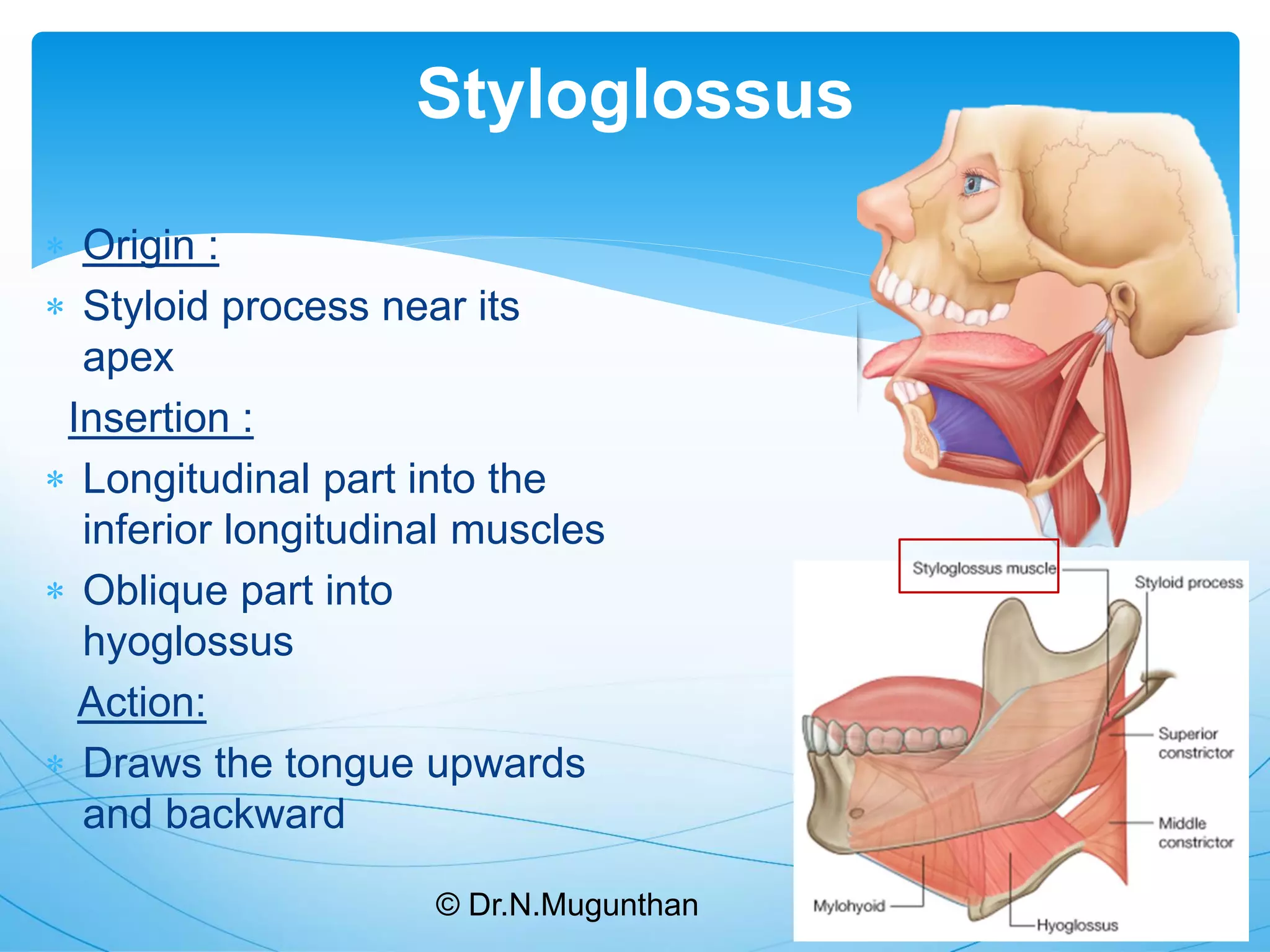 Tongue-Gross Anatomy & Applied Aspects. Dr.N.Mugunthan.M.S | PDF