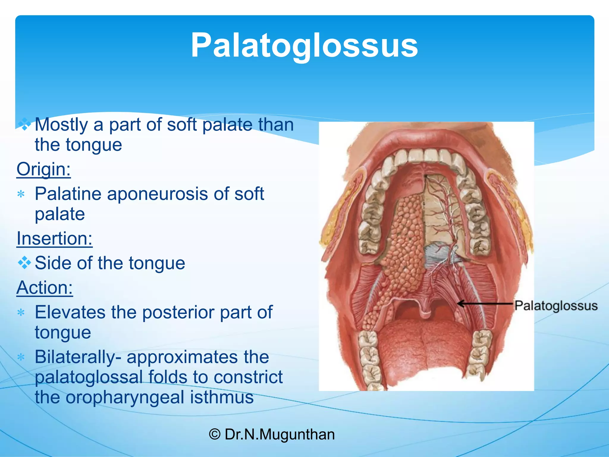 Tongue-Gross Anatomy & Applied Aspects. Dr.N.Mugunthan.M.S | PDF