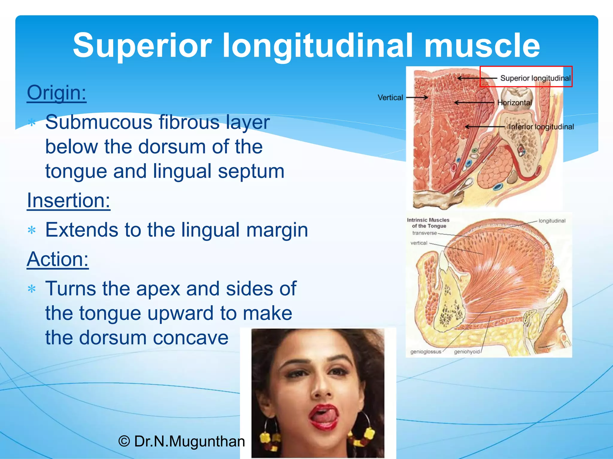 Tongue-Gross Anatomy & Applied Aspects. Dr.N.Mugunthan.M.S | PDF