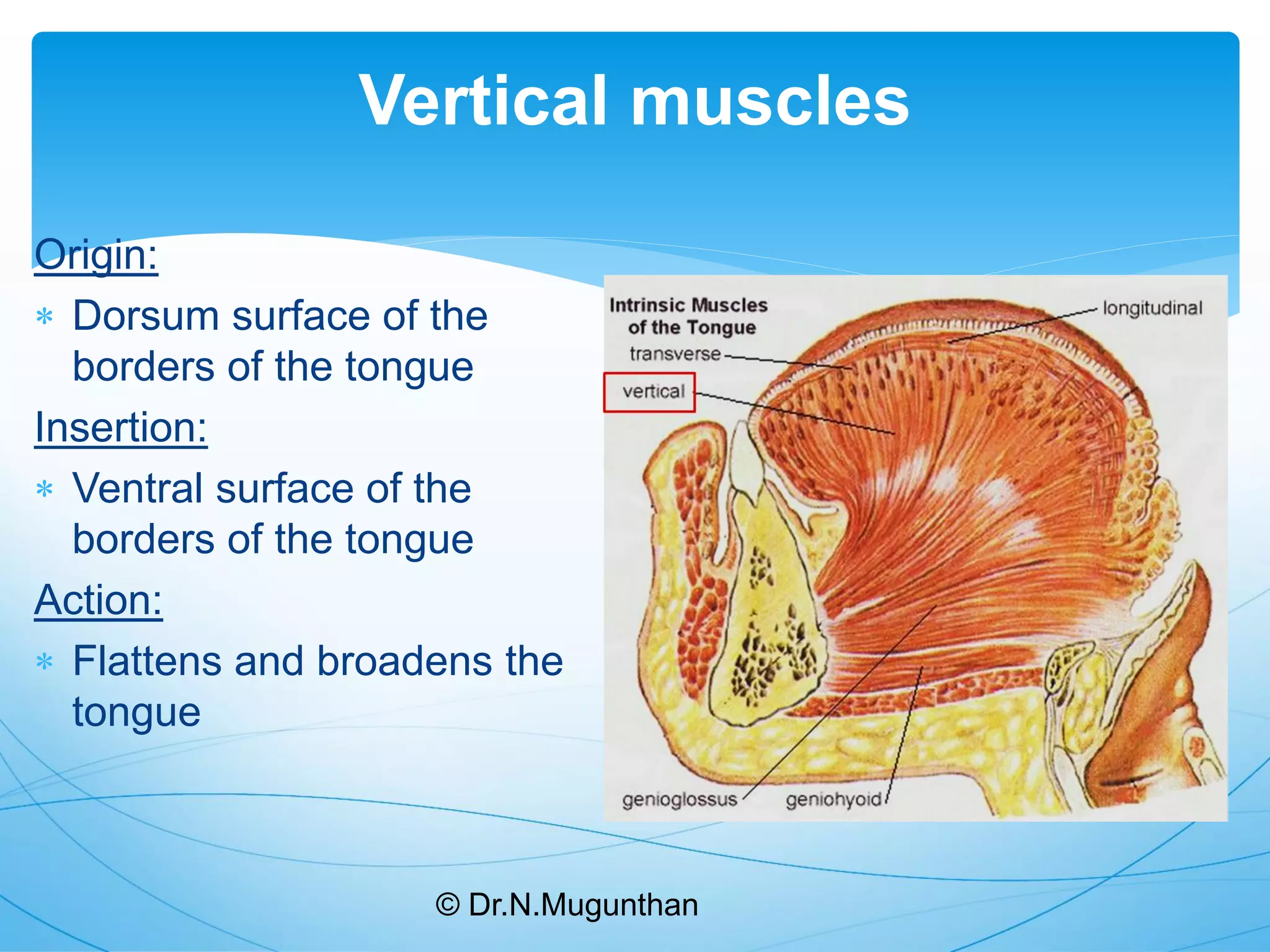 Tongue-Gross Anatomy & Applied Aspects. Dr.N.Mugunthan.M.S | PDF
