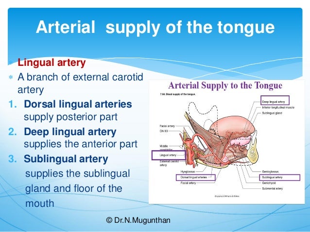 Sublingual Artery