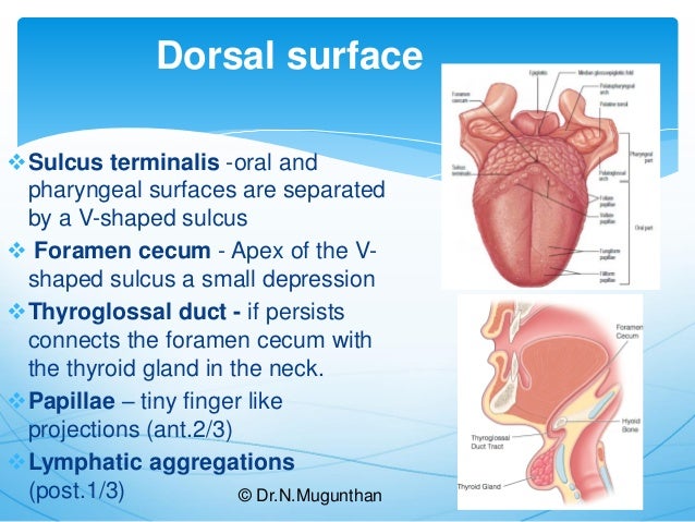 Tongue-Gross Anatomy & Applied Aspects. Dr.N.Mugunthan.M.S