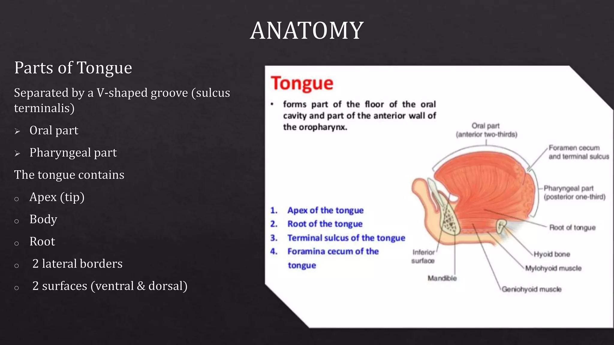 Tongue ebryology, anatomy and applied aspects-Dr. Sarath SK | PPT