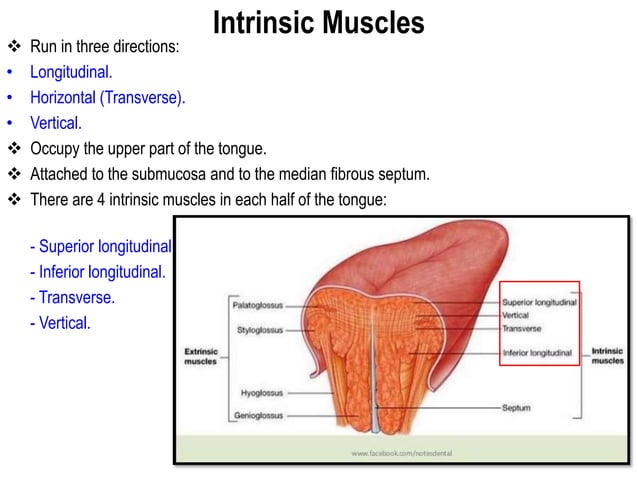 tongue-I I. pptx | PPTX | Ear, Nose and Throat Conditions | Diseases ...