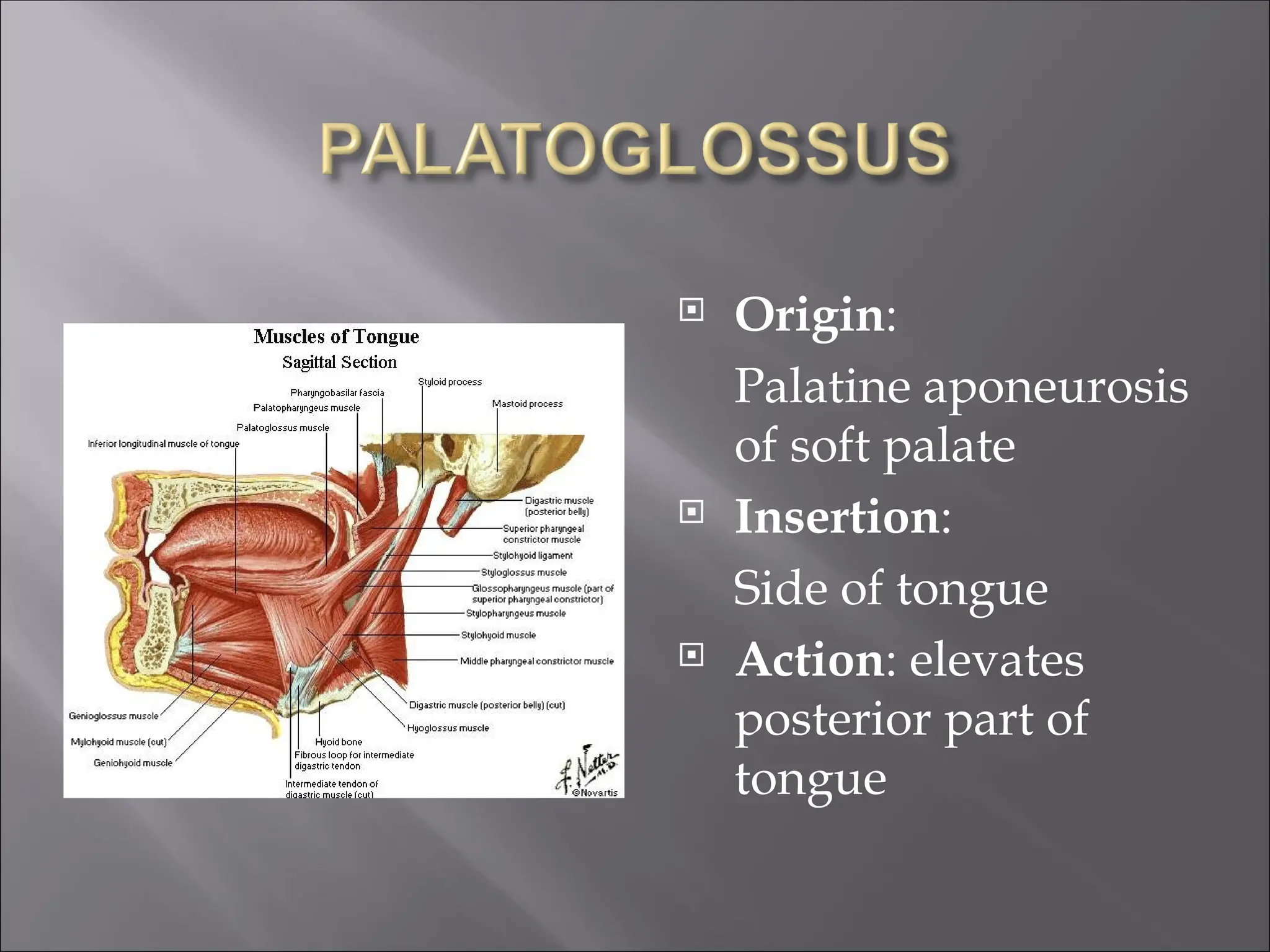 TONGUE/supply to tongue,function of tongue | PPT