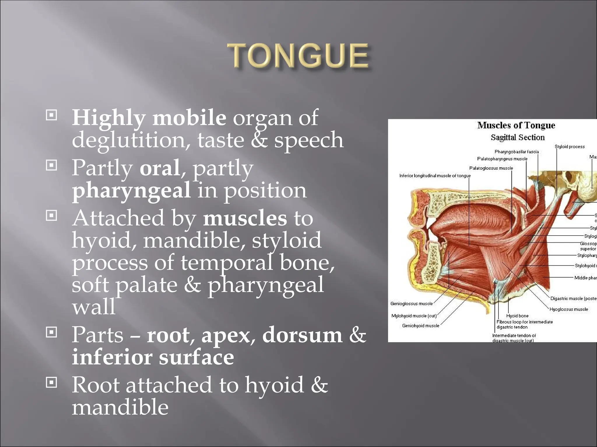 TONGUE/supply to tongue,function of tongue | PPT