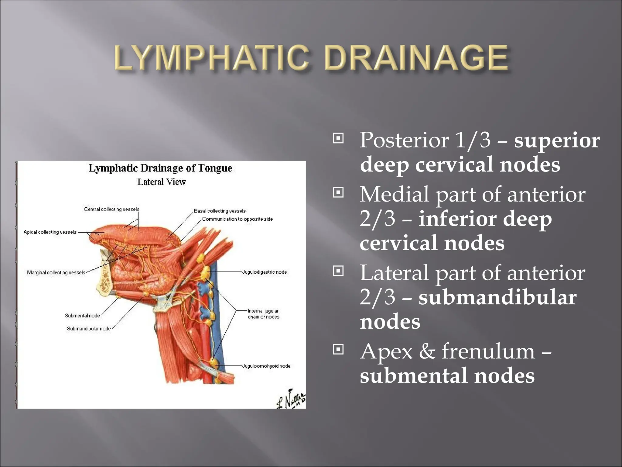 TONGUE-SK.ppt function and nerve supply of tongue | PPT