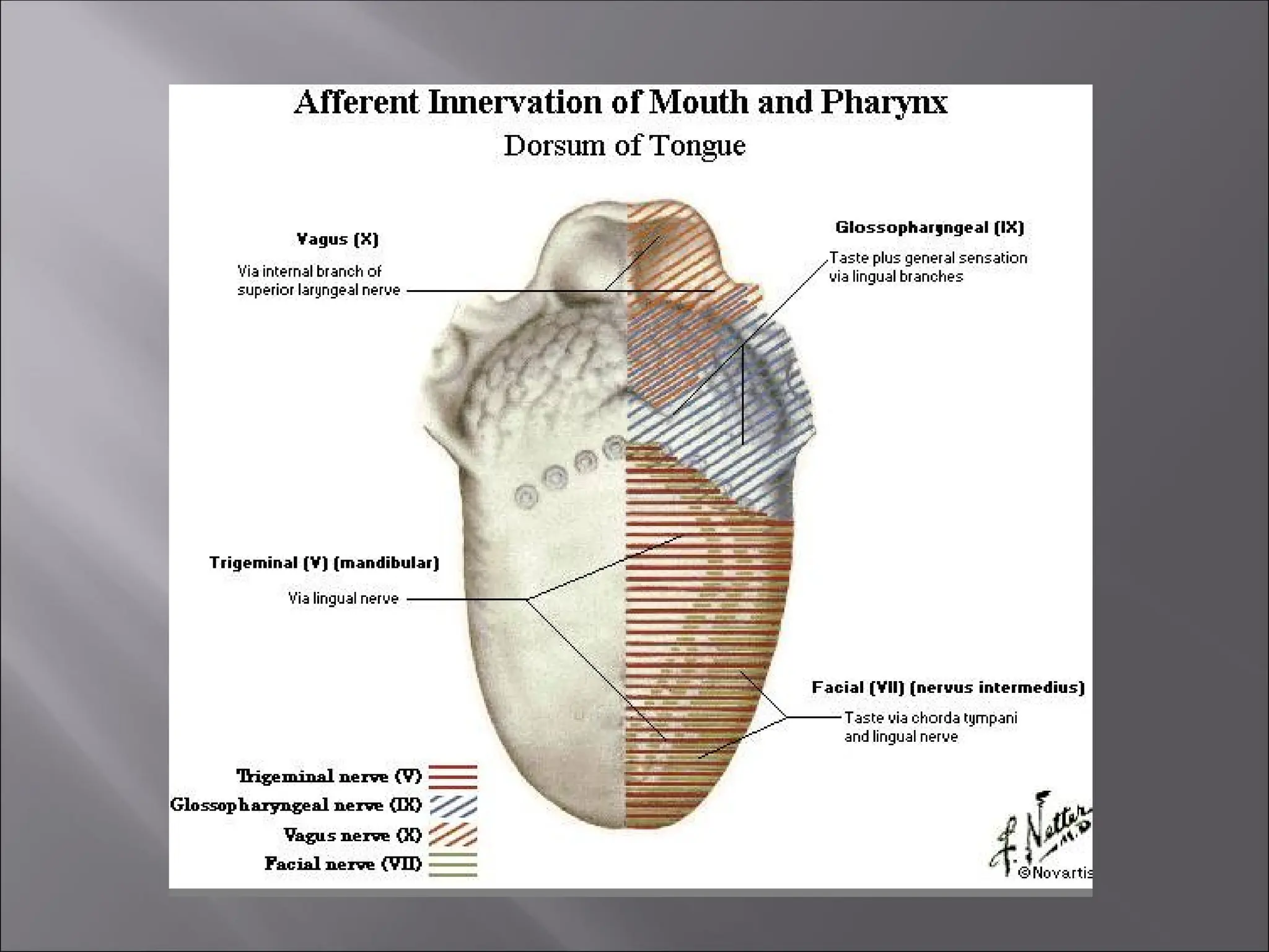 TONGUE-SK.ppt function and nerve supply of tongue | PPT