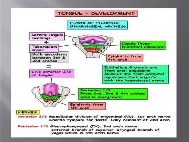 TONGUE-SK.ppt function and nerve supply of tongue | PPT