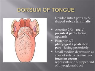 TONGUE-SK.ppt function and nerve supply of tongue | PPT