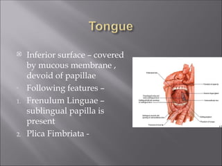 TONGUE-SK.ppt function and nerve supply of tongue | PPT