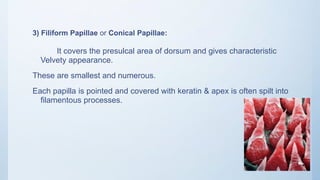 Tongue (Anatomy & Physiology) | PPTX