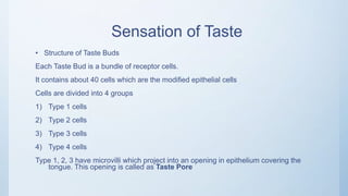 Tongue (Anatomy & Physiology) | PPTX