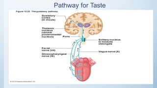Tongue (Anatomy & Physiology) | PPTX