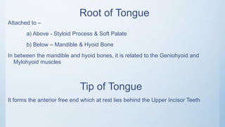 Tongue (Anatomy & Physiology) | PPTX