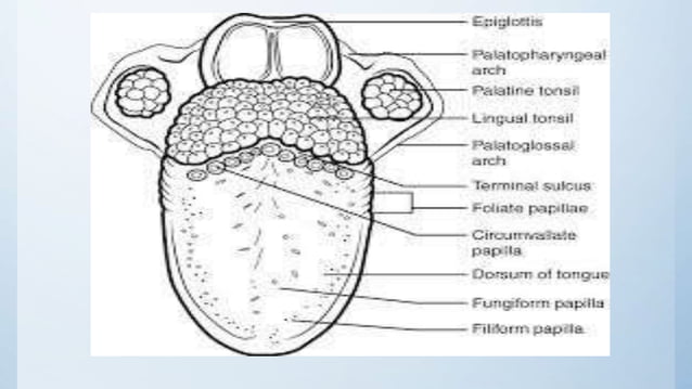 Tongue (Anatomy & Physiology) | PPTX | Ear, Nose and Throat Conditions ...