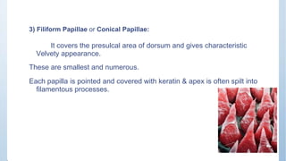 Tongue Anatomy & Physiology | PPTX