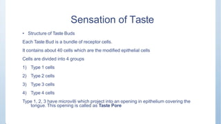 Tongue Anatomy & Physiology | PPTX