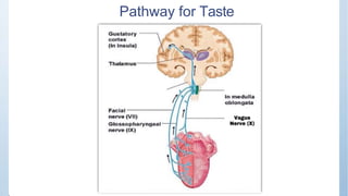Tongue Anatomy & Physiology | PPTX