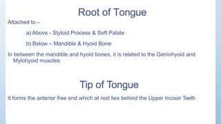 Tongue Anatomy & Physiology | PPTX | Ear, Nose and Throat Conditions ...