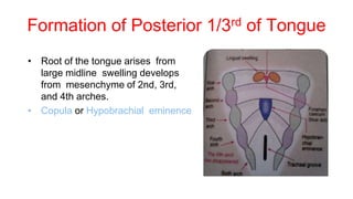 tongue and hypoglossal nerve.ppt