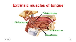 tongue and hypoglossal nerve.ppt