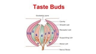 tongue and hypoglossal nerve.ppt