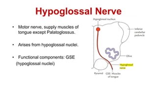 tongue and hypoglossal nerve.ppt