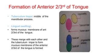 tongue and hypoglossal nerve.ppt
