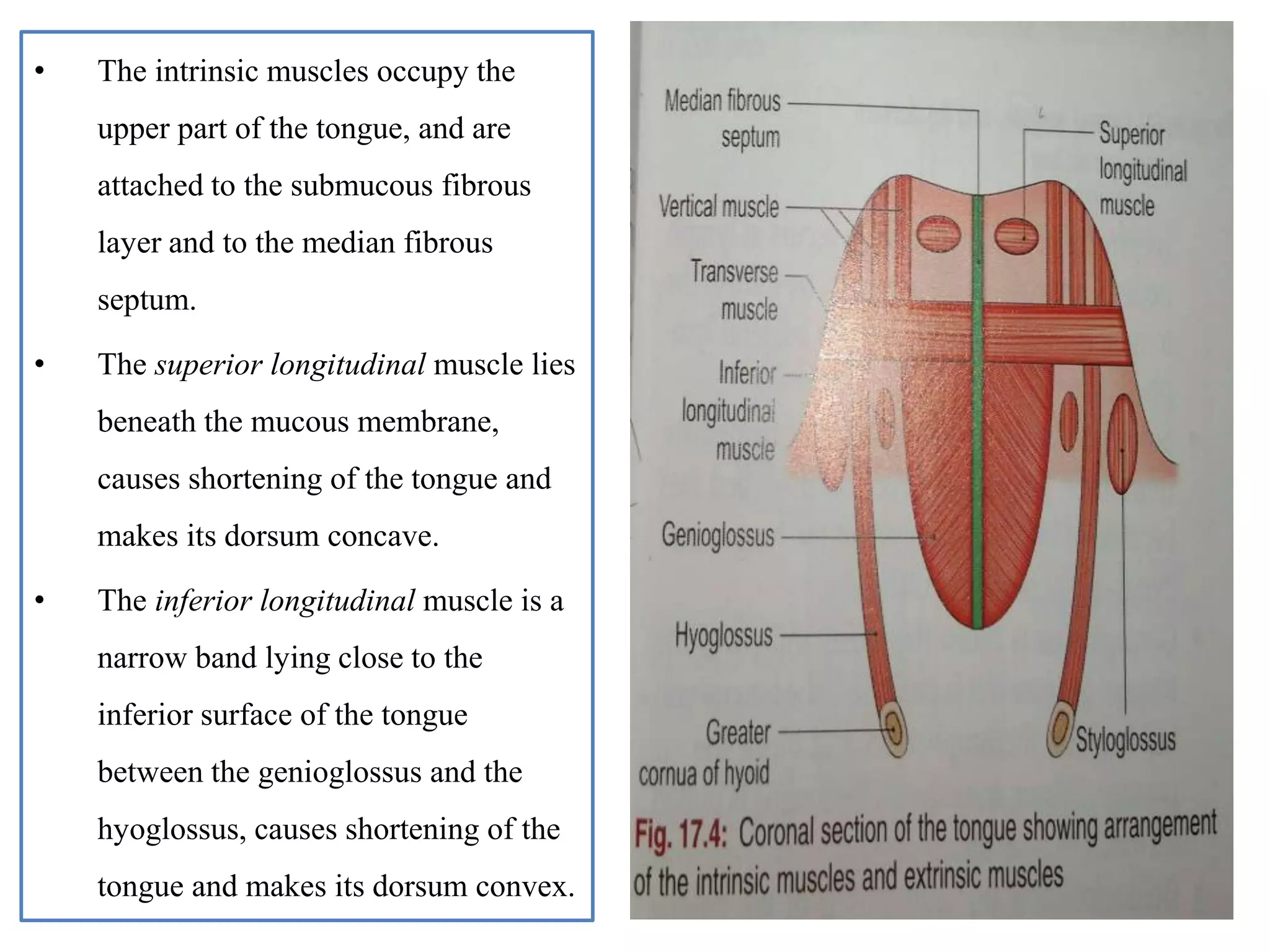 Tongue and its applied aspects | PPTX