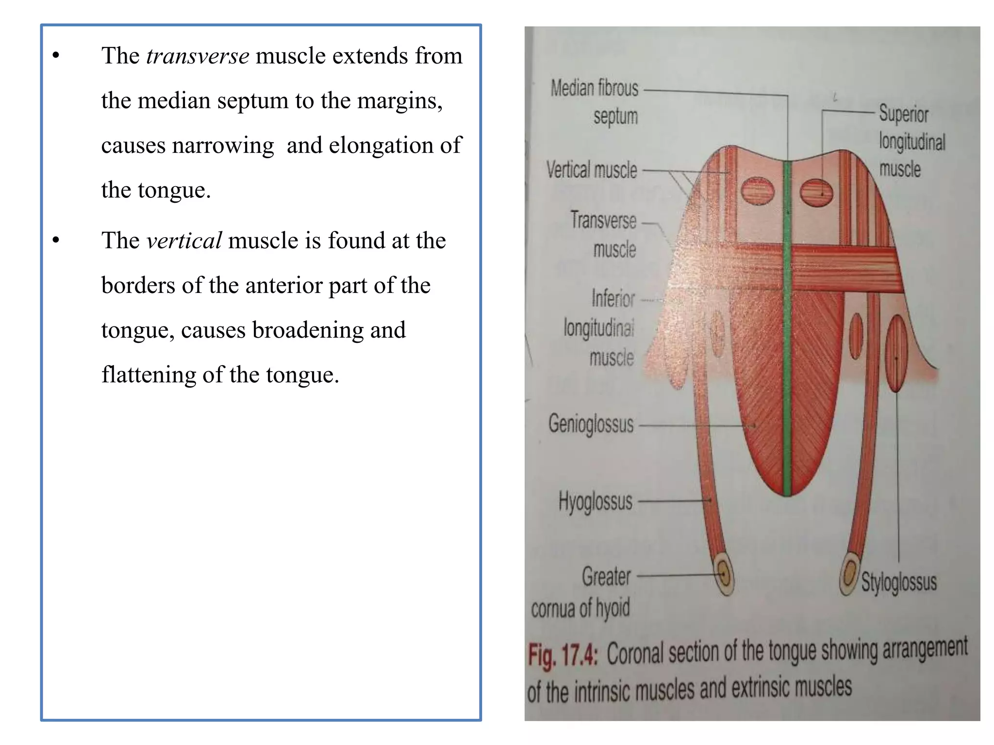 Tongue and its applied aspects | PPTX