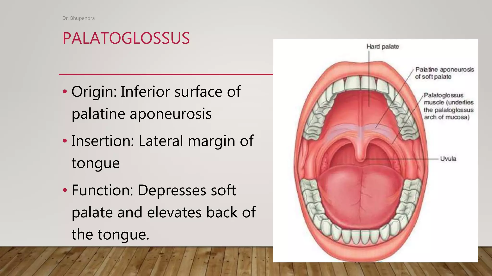 Tongue and its prosthodontic considerations | PPTX